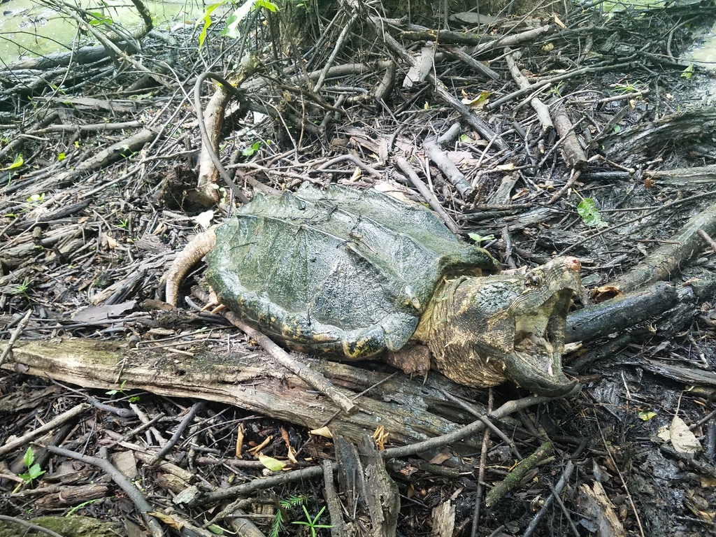 Alligator Snapping Turtle in May 2018 by Ethan Hollender · iNaturalist