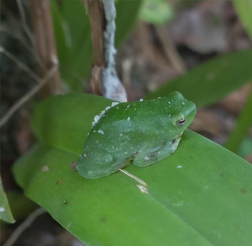 Hatchet-faced Tree Frogs from Farias, Linhares - ES, Brasil on October ...