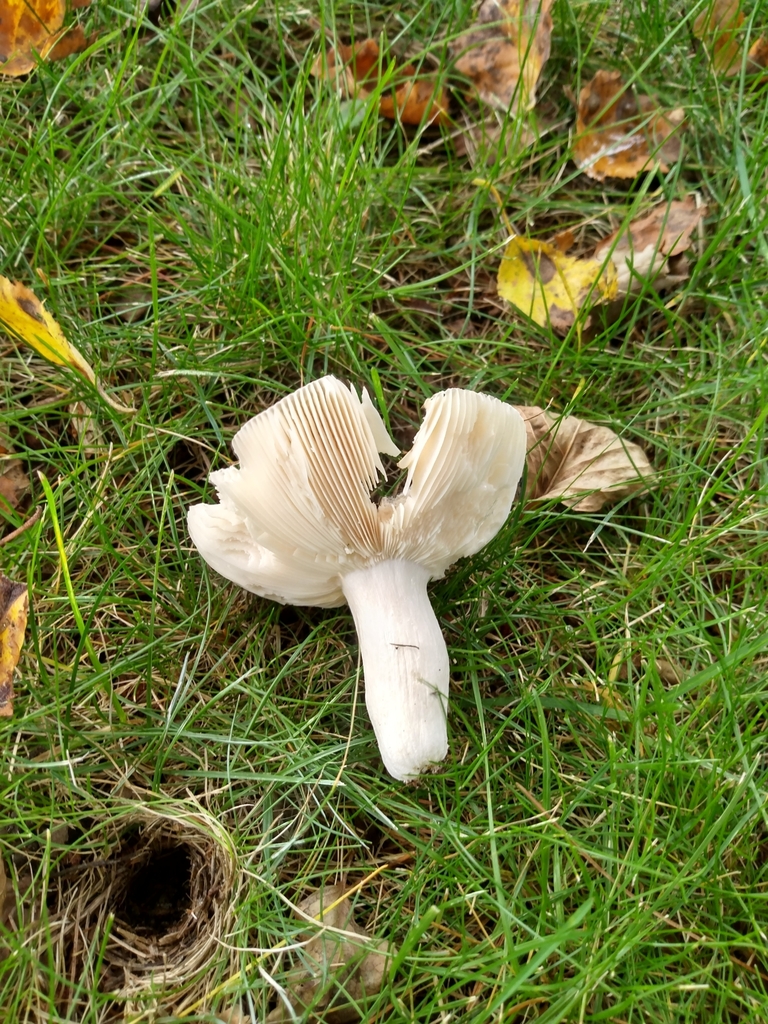 brittlegills in October 2023 by Riley Hickey · iNaturalist