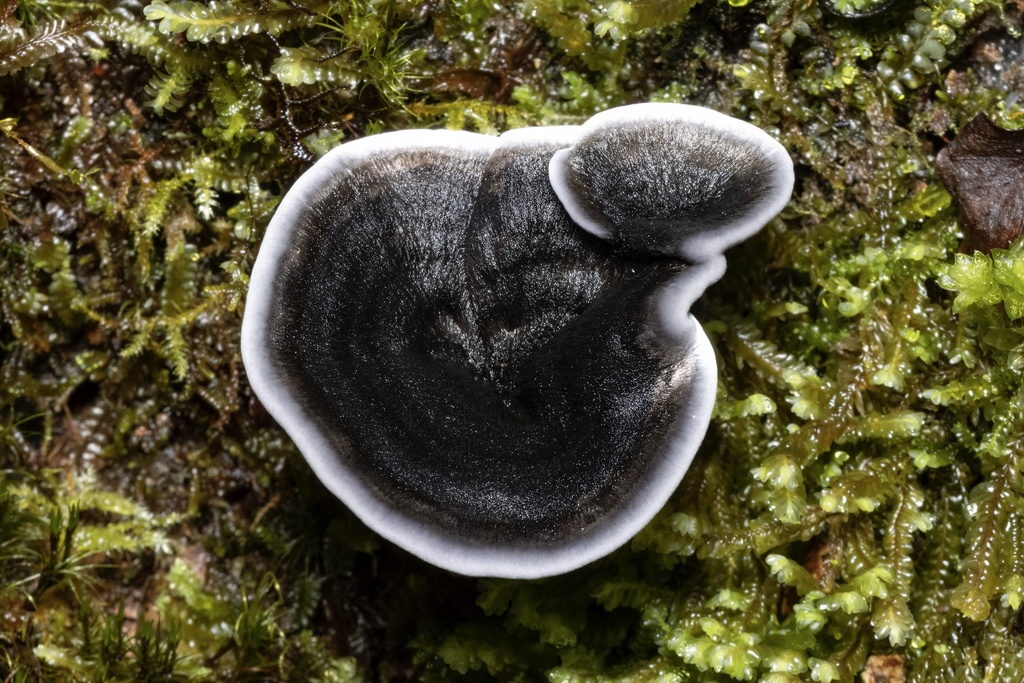 Phellodon from Perez Zeledon, San Jose, CR on July 16, 2023 at 10:10 AM ...