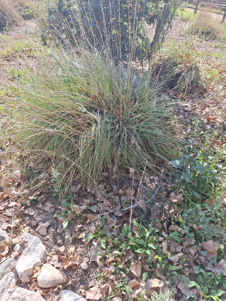 deergrass from Corona, CA 92878, USA on October 6, 2023 at 09:49 AM by ...