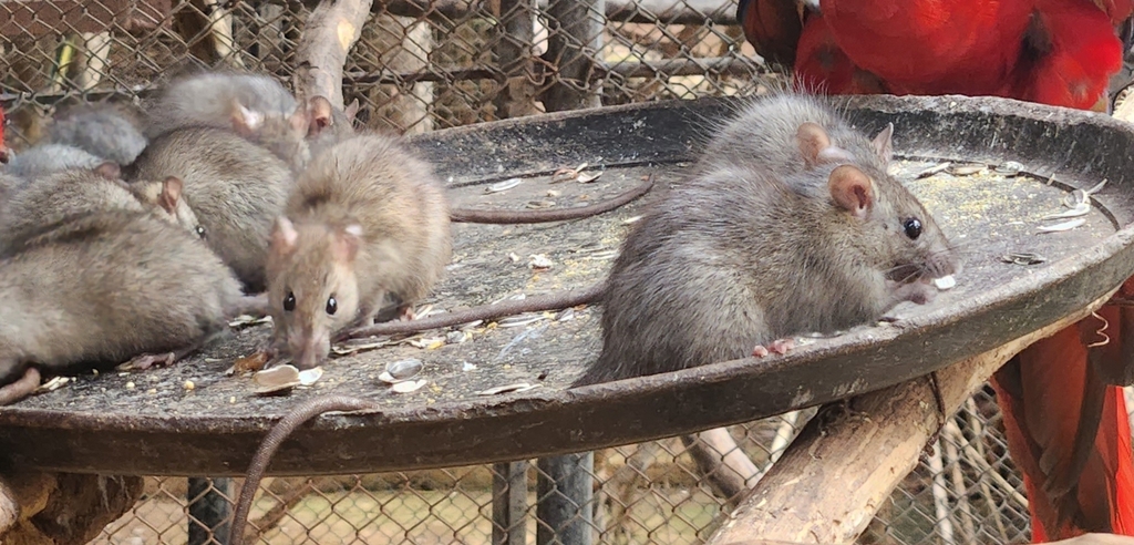 Rata negra desde Parque Santiago, Centro, 97000 Mérida, Yuc., Mexico el ...