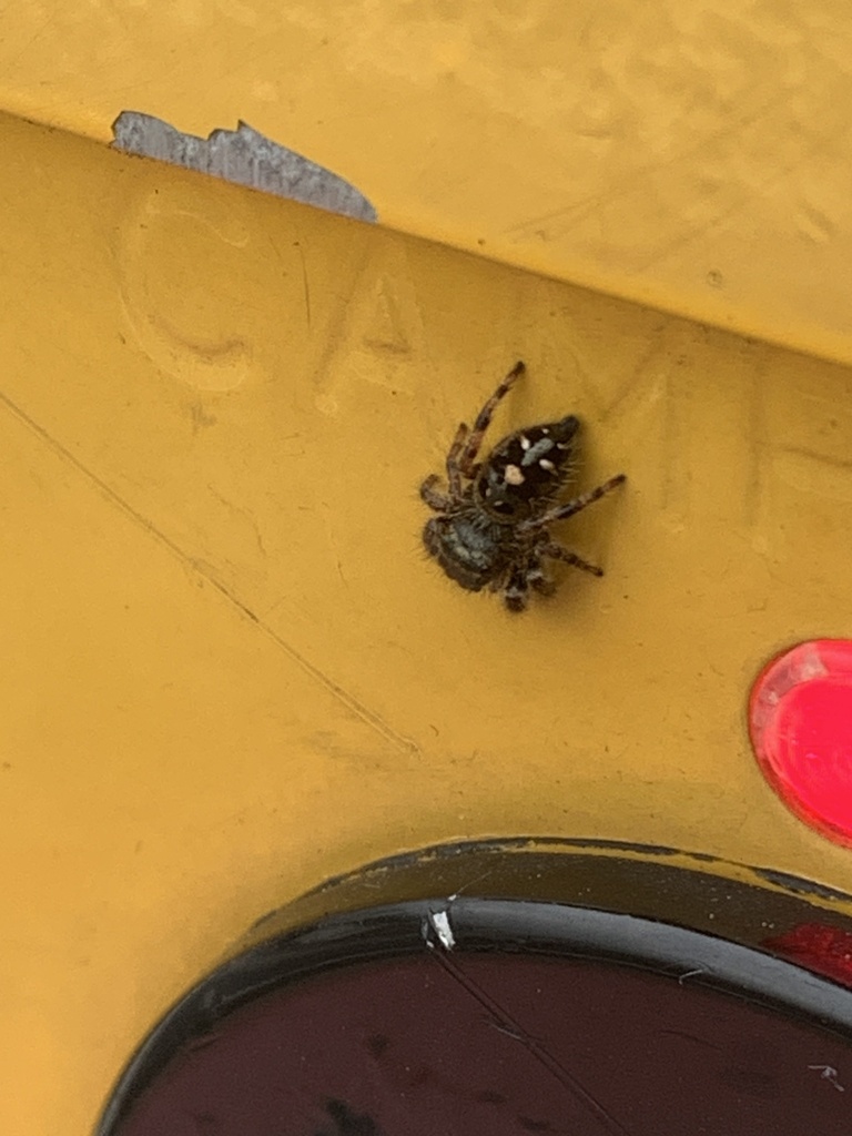 Bold Jumping Spider from Palisade Ave, Jersey City, NJ, US on October 6 ...