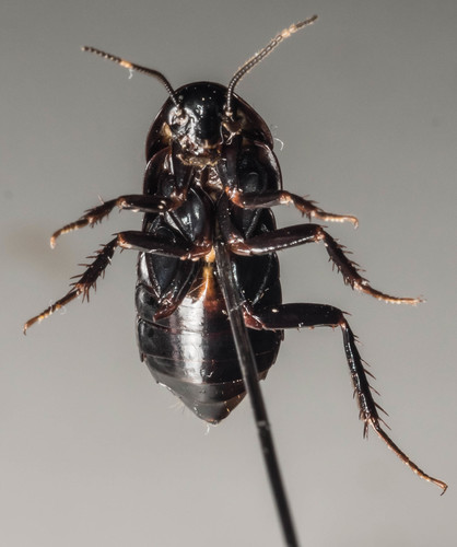 Observations by camkay · iNaturalist