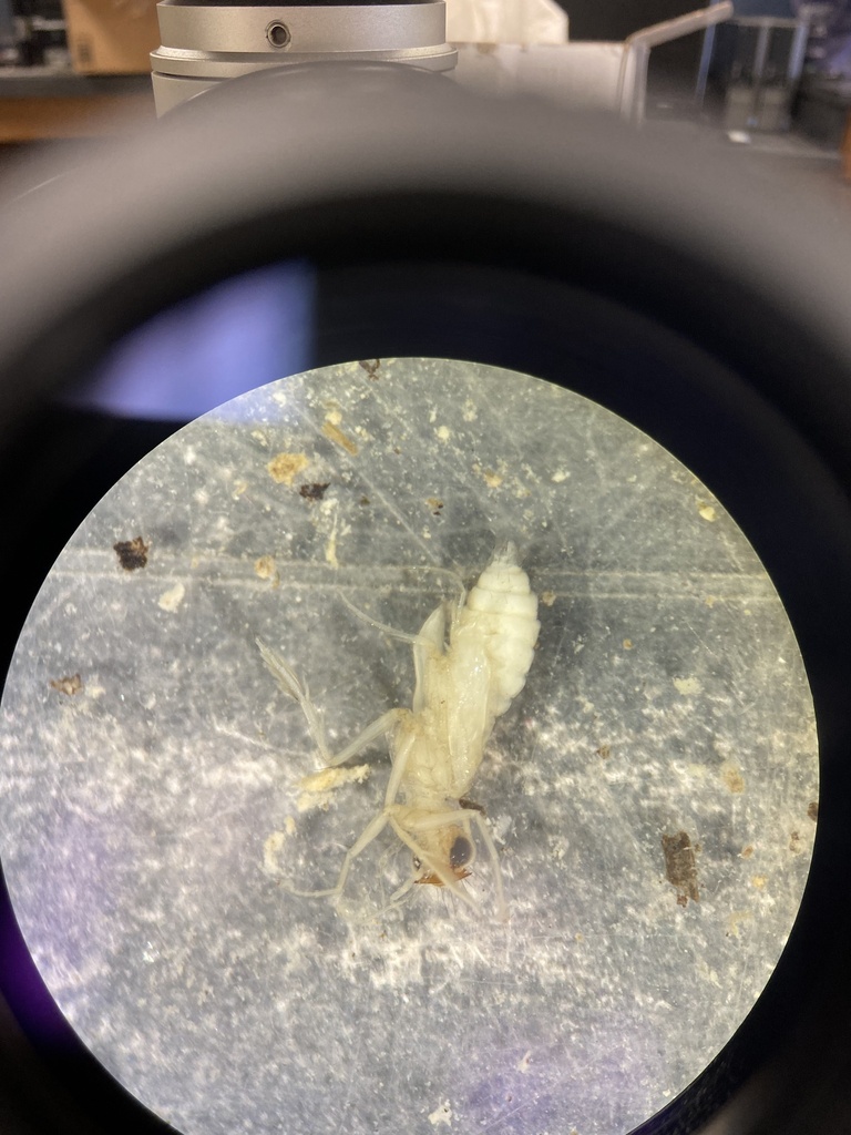 Winged and Once-winged Insects from Texas State University, San Marcos ...