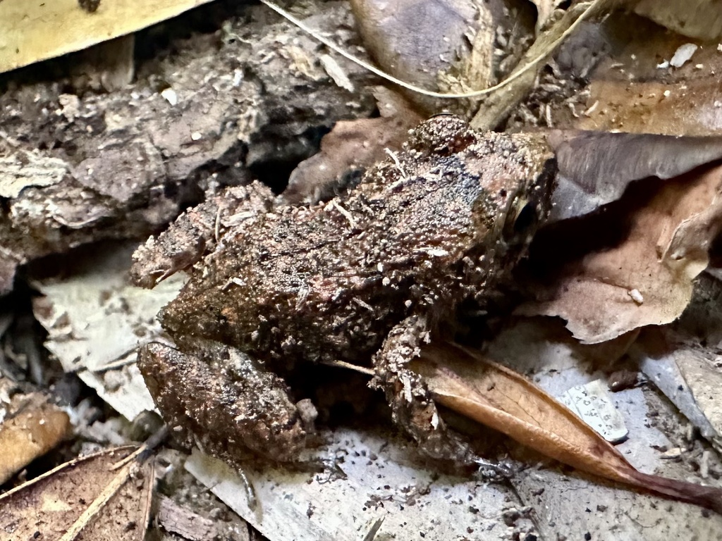 Greenhouse Frog from Seahorse Key, FL, US on October 6, 2023 at 11:29 ...