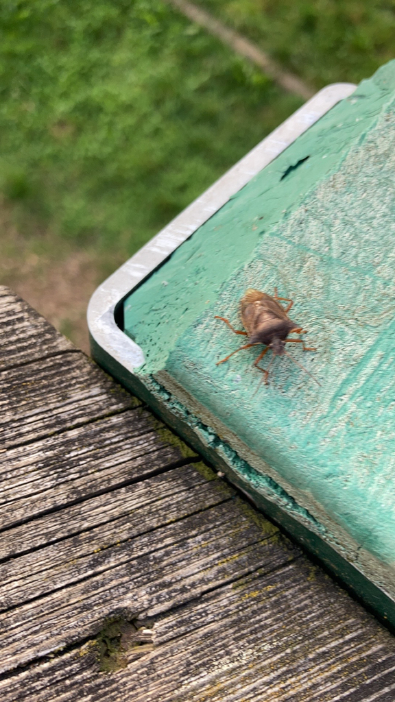 Forest Bug from Liège on October 6, 2023 at 05:52 PM by Luc Toussaint ...