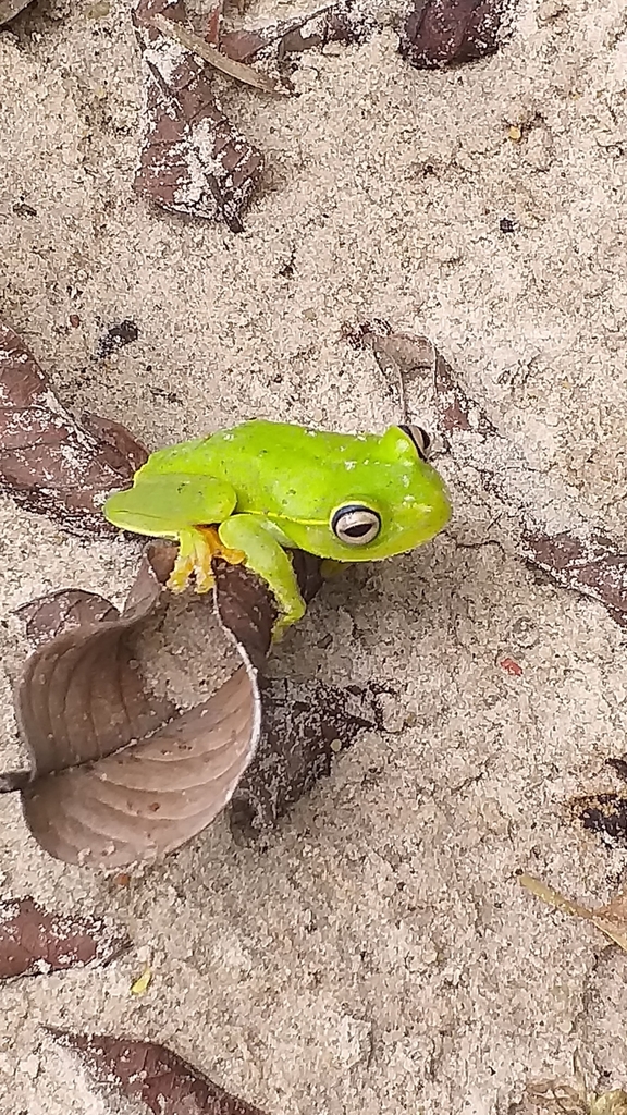 White-edged Tree Frog from Ilha Comprida - SP, 11925-000, Brasil on ...