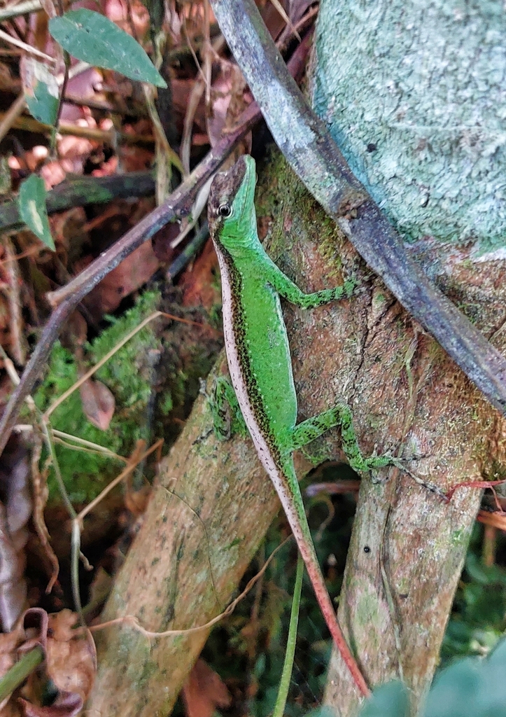 Boettger's Anole from ACP Bosque de Churumazú, Carretera a 2 de mayo ...