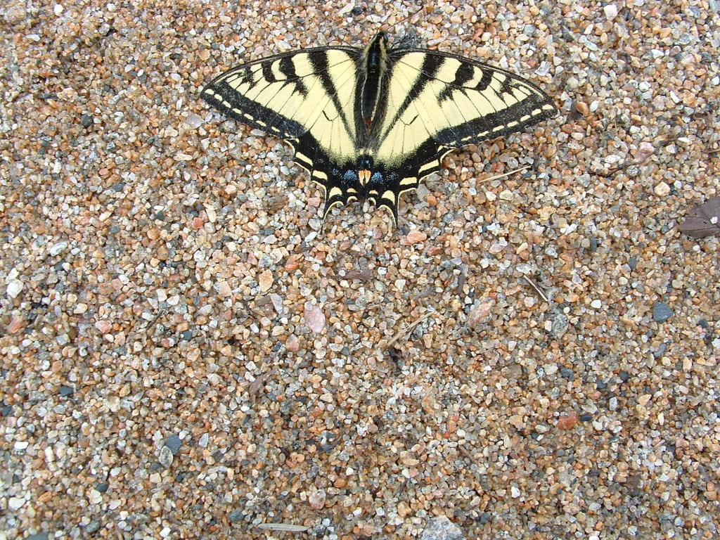 Canadian Tiger Swallowtail from Thunder Bay District, ON, Canada ...