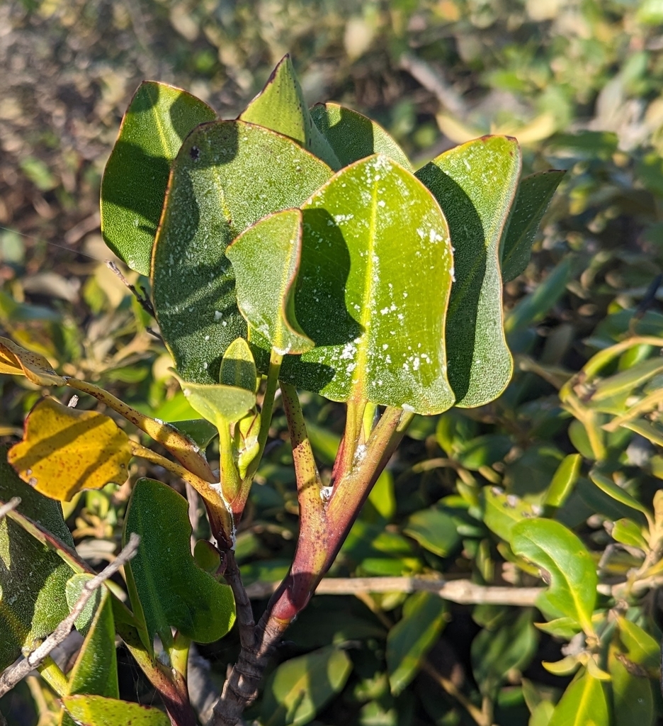 club mangrove from Seventeen Seventy QLD 4677, Australia on October 2 ...