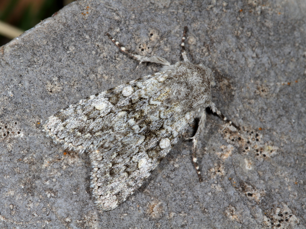 Antitype jonis from Tornimparte, Provincia dell'Aquila, Italia on October 3, 2023 at 07:51 PM by ...