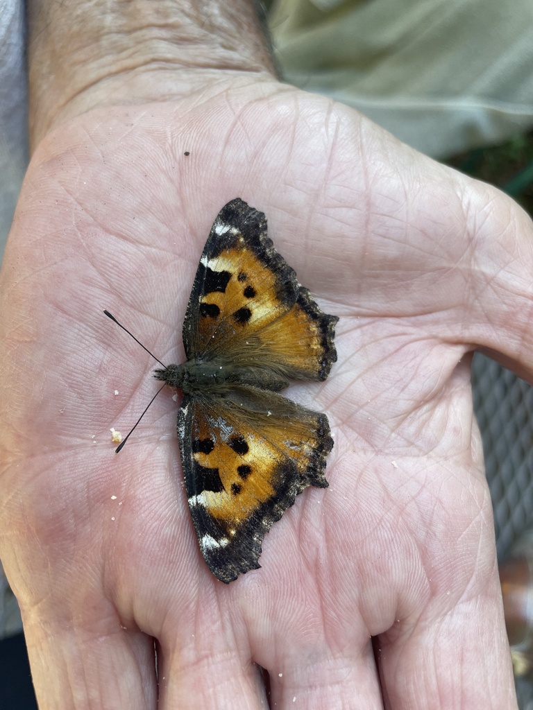 California Tortoiseshell from Occidental, CA, US on October 6, 2023 at ...