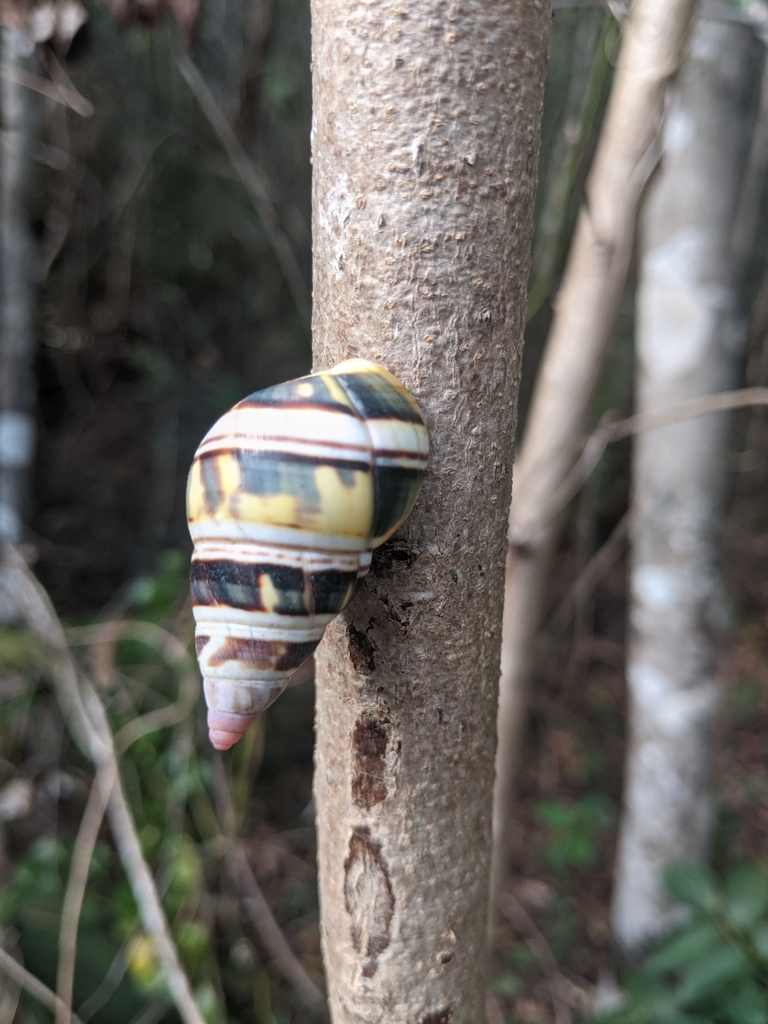 Florida Tree Snail from Miami-Dade County, FL, USA on March 27, 2023 at ...
