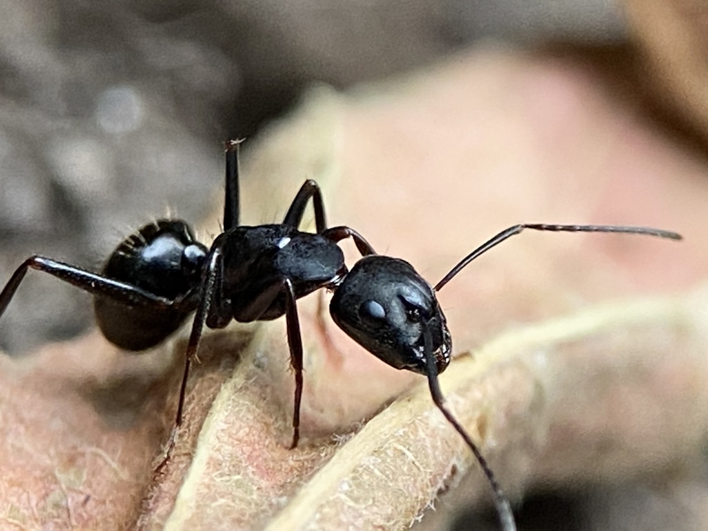 Eastern Black Carpenter Ant from Comstock Ave, Syracuse, NY, US on ...