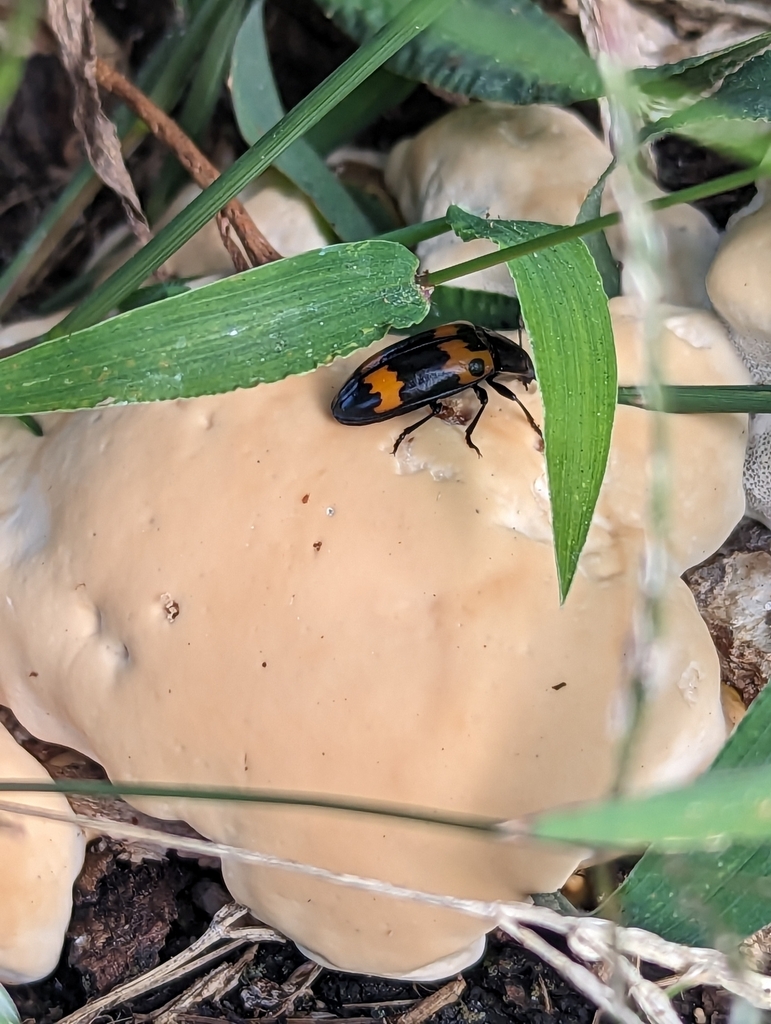 Red-banded Fungus Beetle from Somerton, Philadelphia, PA 19116, USA on ...