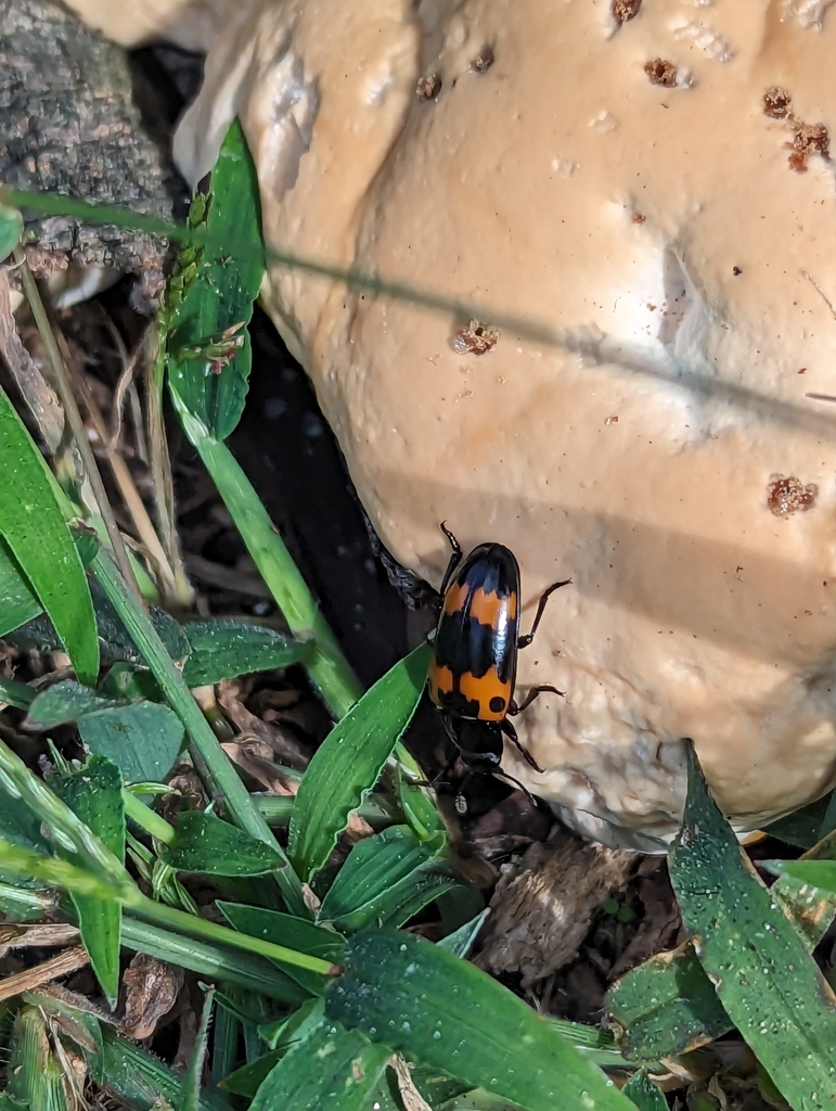 Red-banded Fungus Beetle from Somerton, Philadelphia, PA 19116, USA on ...