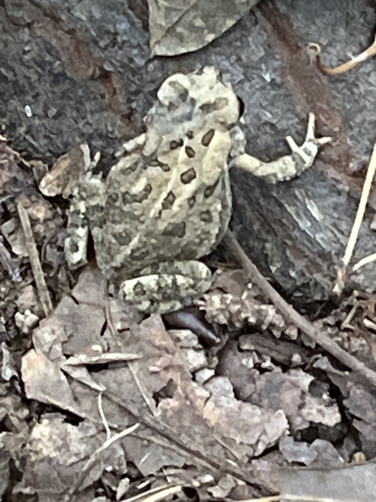 Fowler's Toad from Pickwick Landing State Park, Counce, TN, US on ...