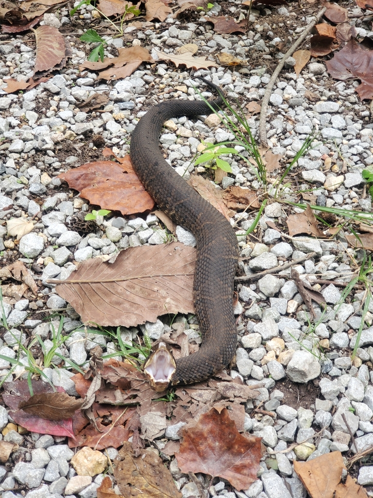 Northern Cottonmouth from Wolf Lake, IL 62998, USA on October 6, 2023 ...