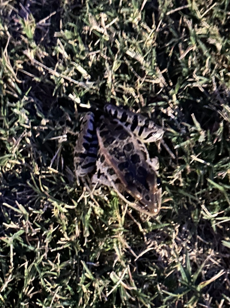 Pickerel Frog from Cozy Oak Ave, Cary, NC, US on October 5, 2023 at 07: ...