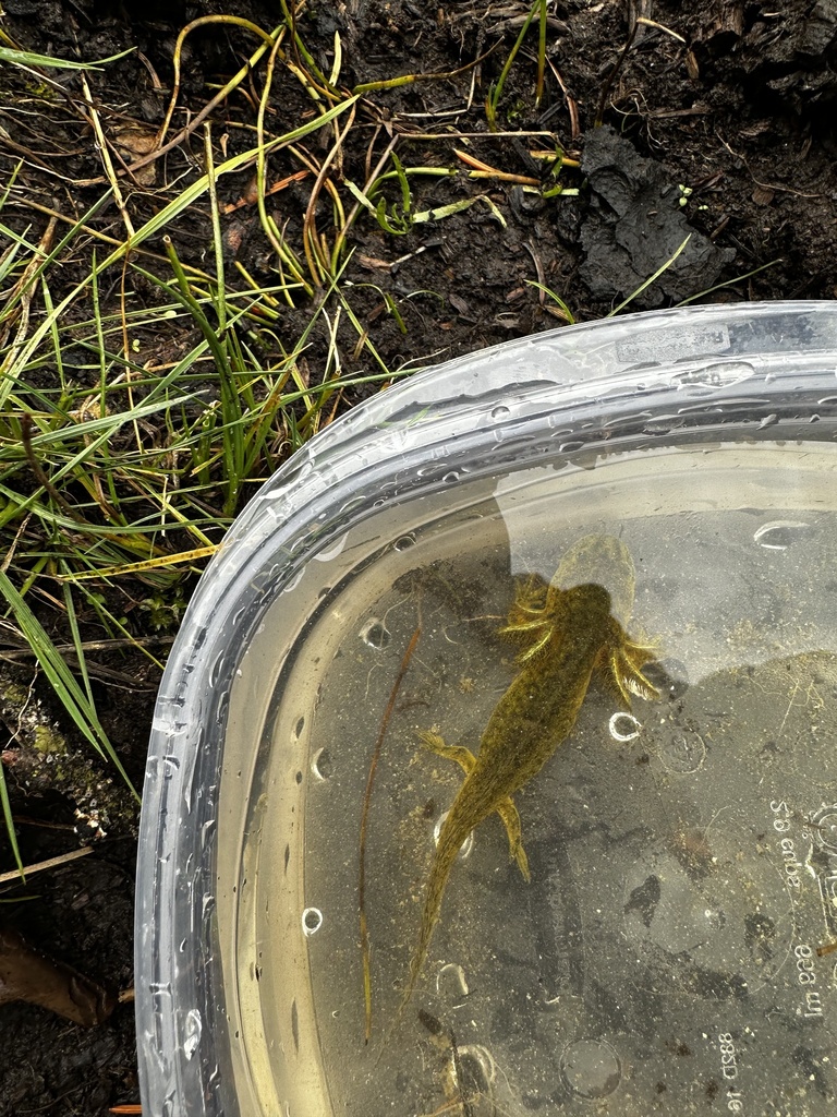 Barred Tiger Salamander in October 2023 by Caleb Eliason · iNaturalist
