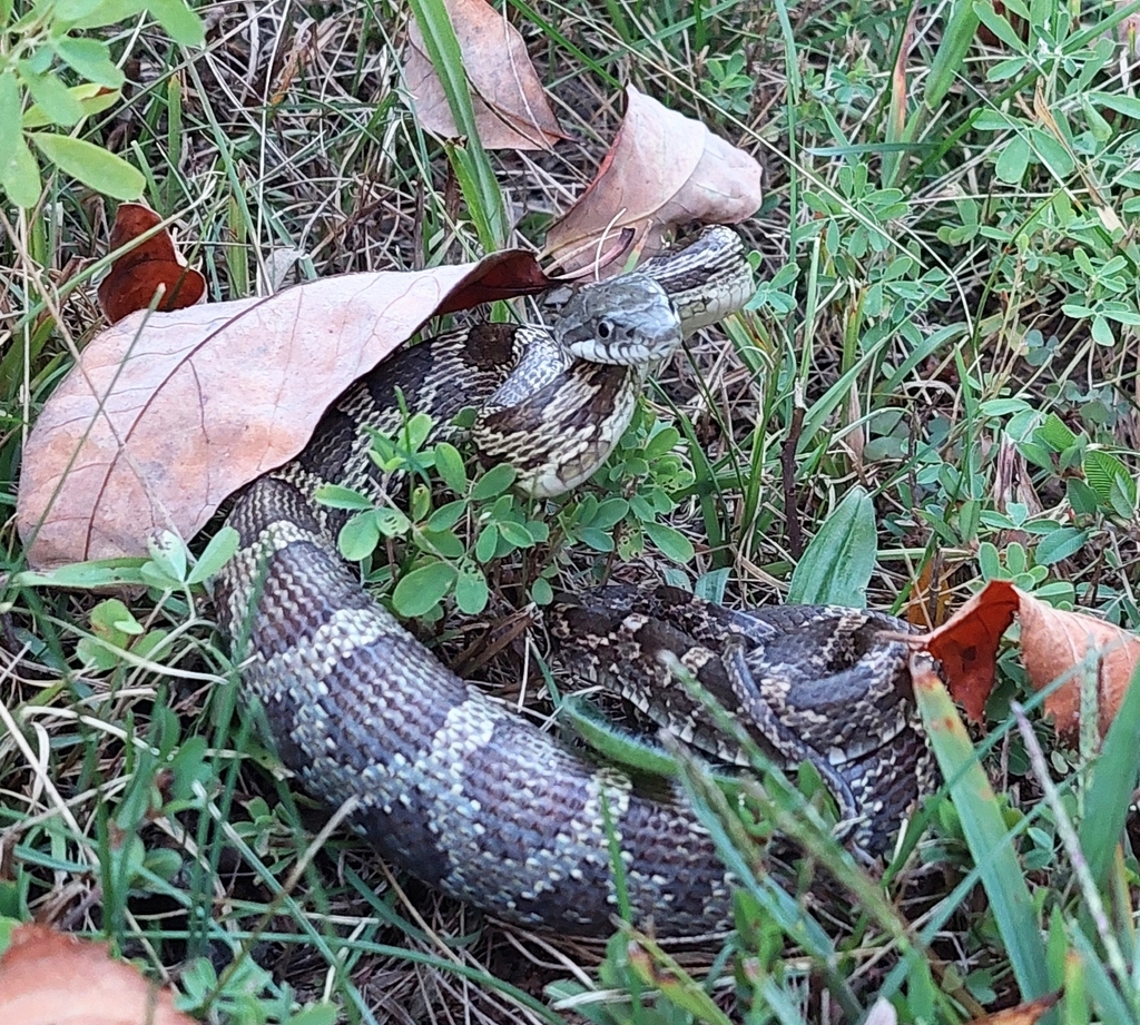 Gray Ratsnake from Lebanon, TN 37090, USA on October 6, 2023 at 06:14 ...