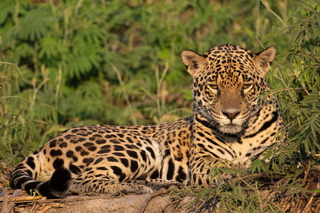 Jaguar in August 2023 by Nancy Christensen · iNaturalist