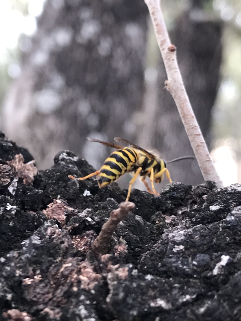 Southern Yellowjacket from Cypress Creek Rd, Cedar Park, TX, US on ...