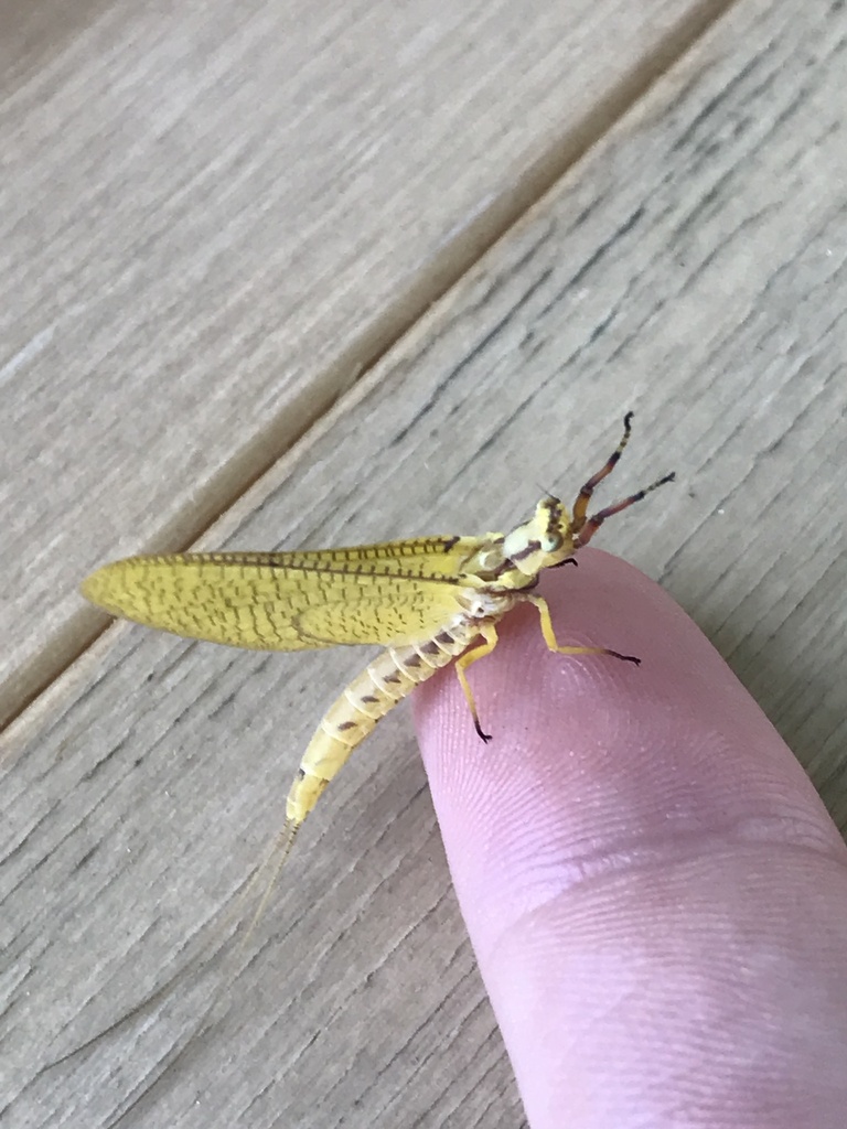 Giant Mayflies from Lake Travis, Jonestown, TX, US on May 26, 2022 at ...