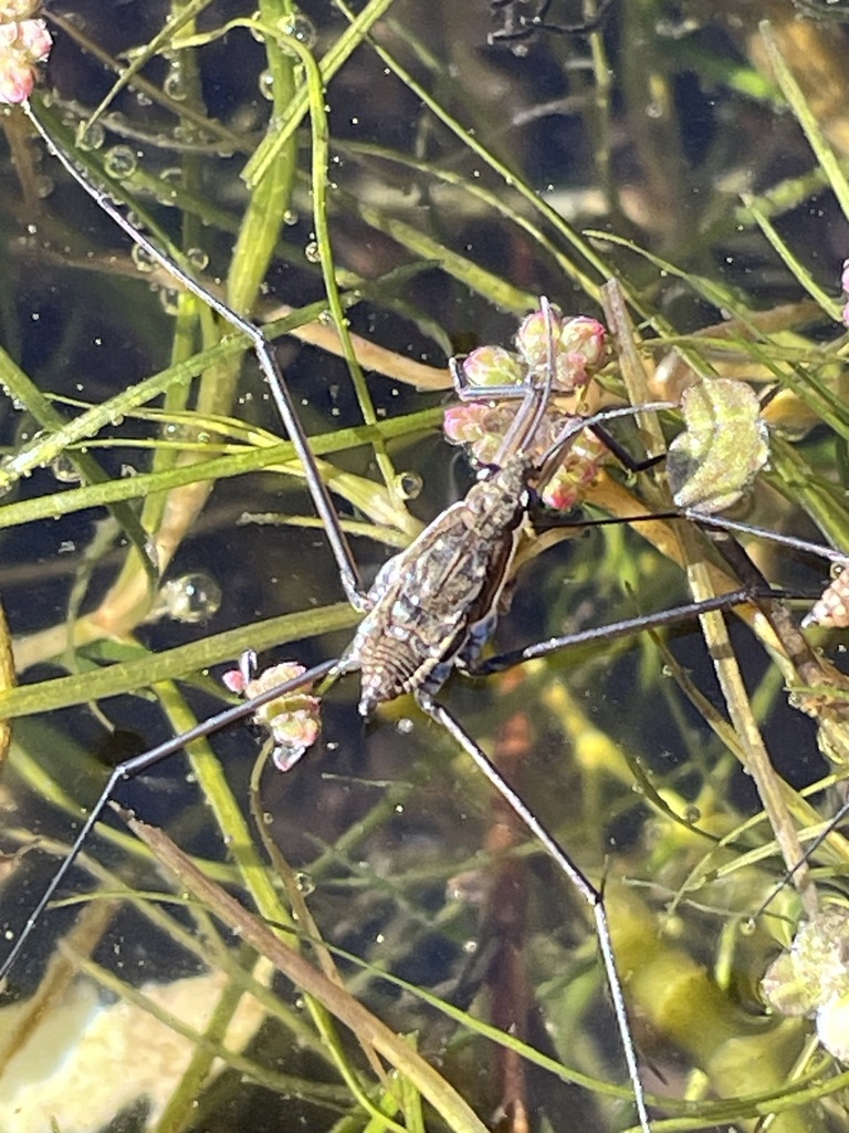 North American Common Water Strider from Mono County, US-CA, US on ...