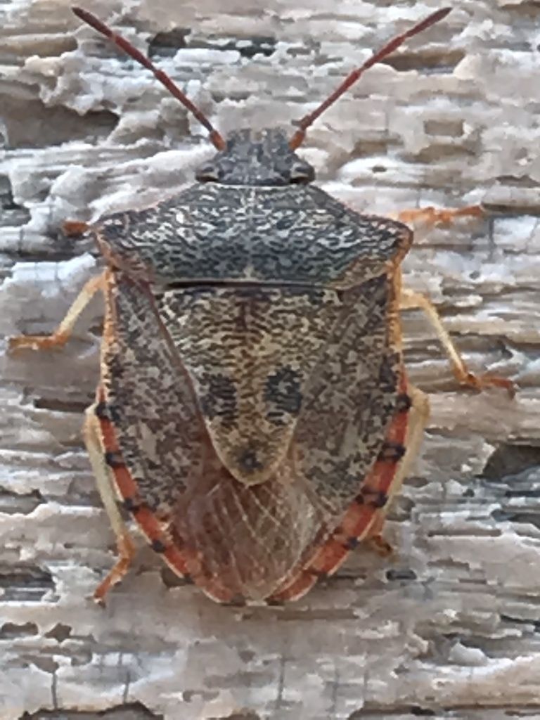 Dendrocoris humeralis from Cypress Creek Rd, Cedar Park, TX, US on ...