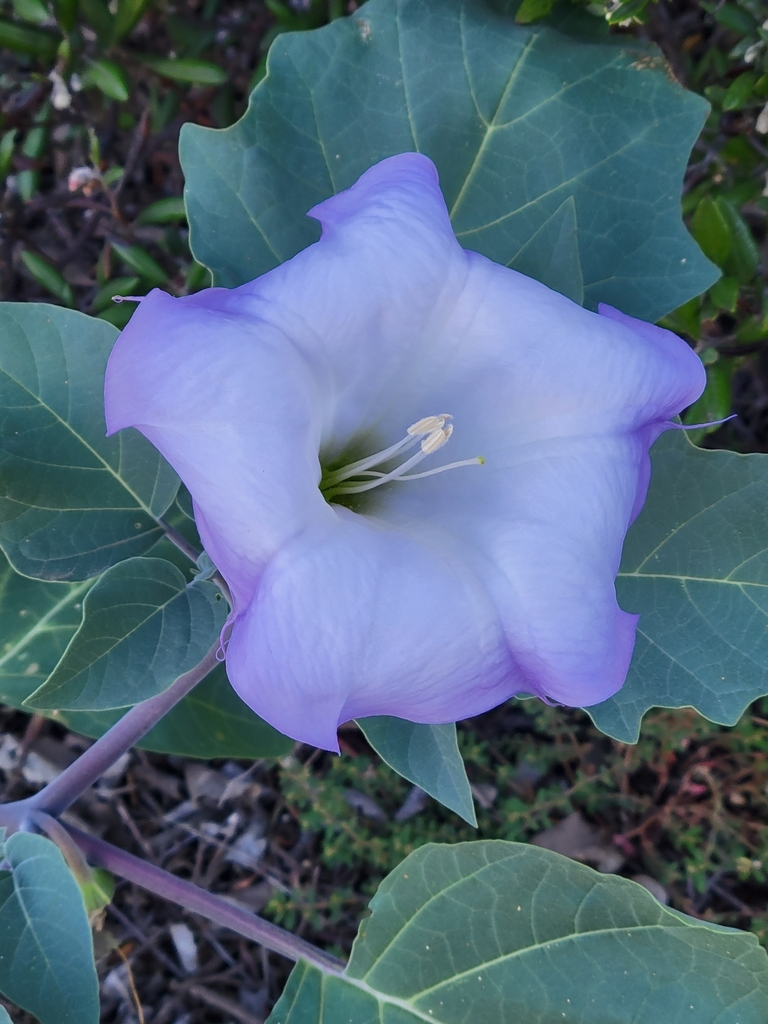 Sacred Datura from Ramona, CA 92065, USA on October 6, 2023 at 08:21 AM ...