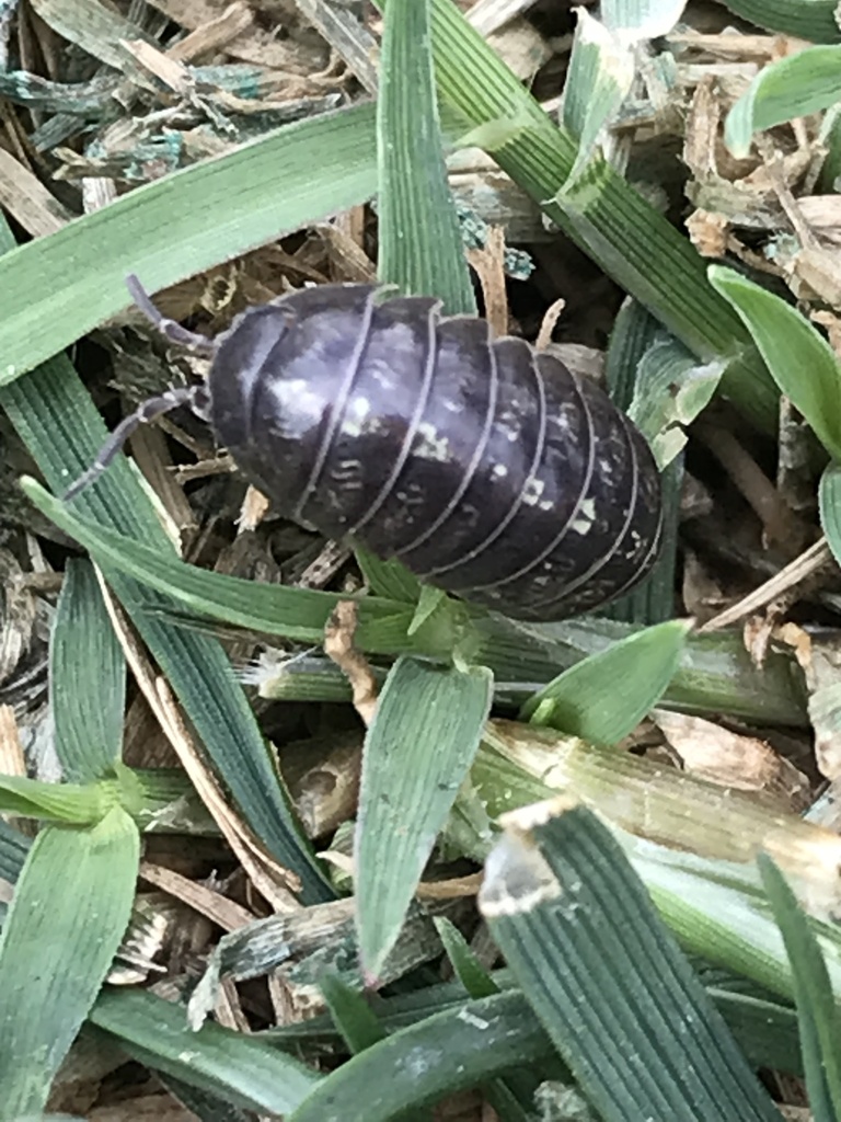 Common Pill Woodlouse from The Buckhorn Golf Course, Comfort, TX, US on ...