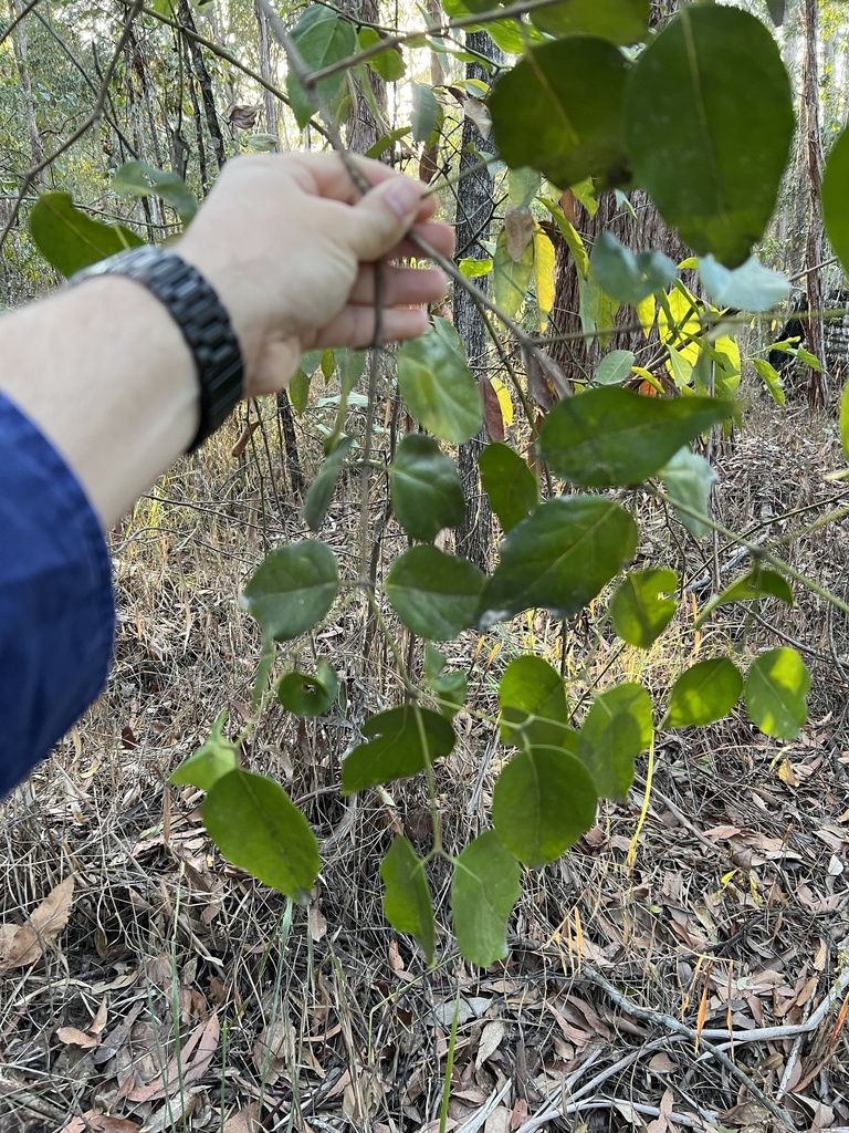 Large-leaved Canthium from Woondum National Park, Kin Kin, QLD, AU on ...