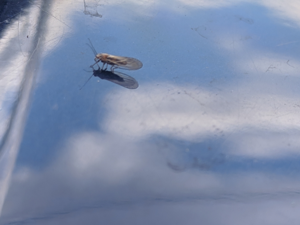 Insects from Rocks Rd outside Toll House Park, New Norfolk TAS 7140 ...