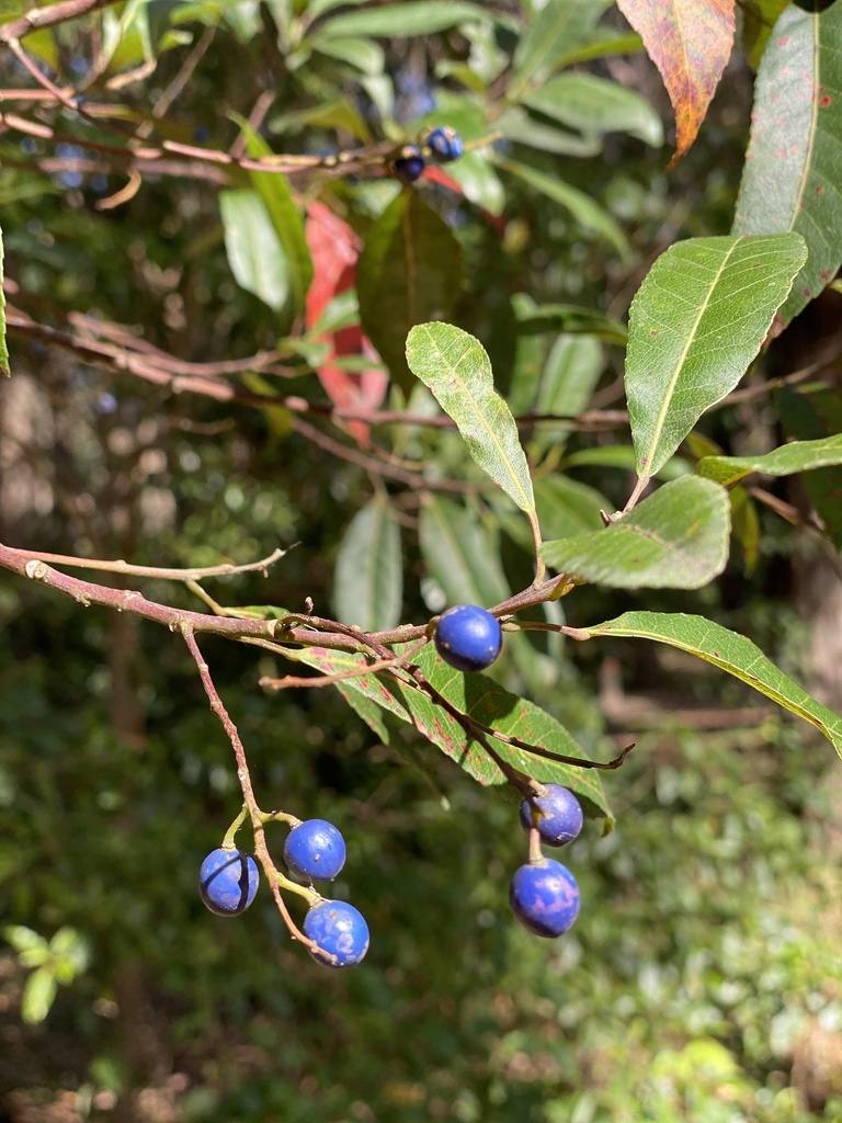 Blueberry ash from Reddy Park, Hornsby, NSW, AU on October 7, 2023 at ...