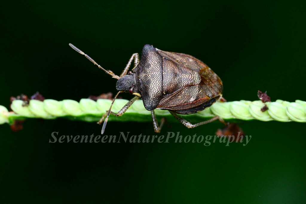 Carbula from 中国福建省南平市武夷山市 on September 29, 2023 at 10:29 PM by 石柒 ...