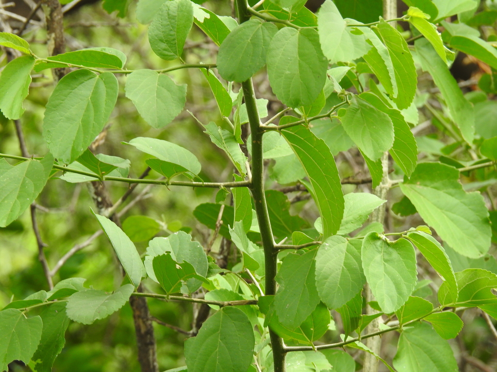 Spiny Hackberry from Culiacán, Sin., México on October 6, 2023 at 11:15 ...