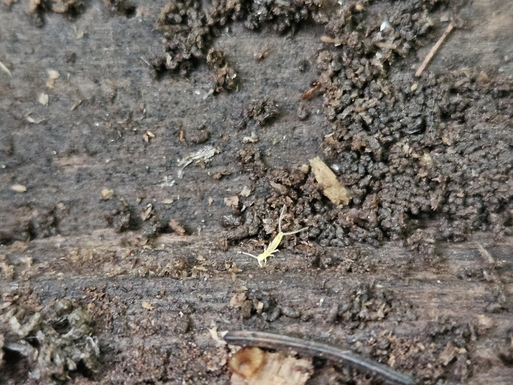 Campodea from Sainte-Anne-de-Bellevue, QC H9X 3L2, Canada on October 6 ...