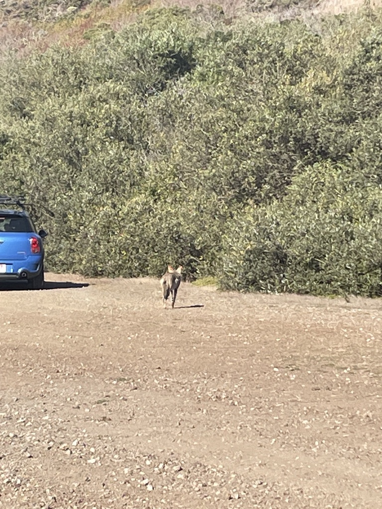 rabies virus from Marin Headlands, Sausalito, CA, US on October 6, 2023 ...