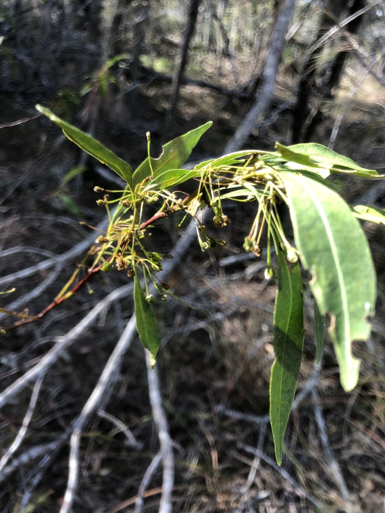 Common Hop Bush from Southeast Outer Brisbane, Ransome, QLD, AU on ...