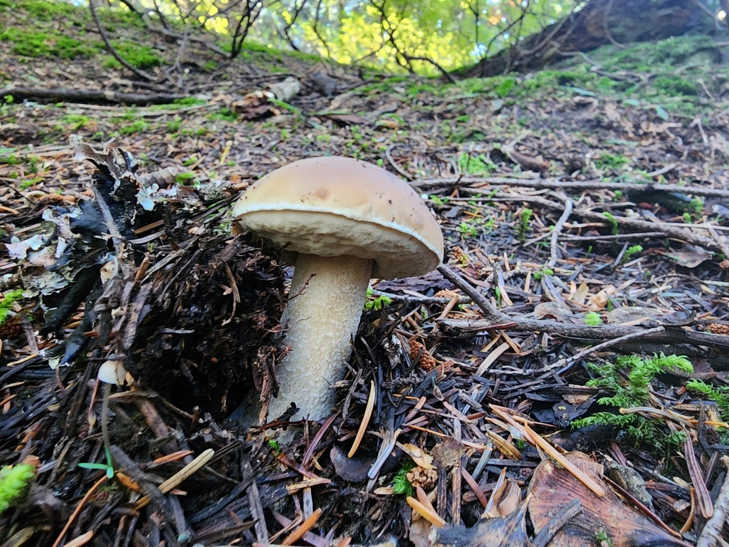 King Bolete from Grand Junction, Snoqualmie Pass, WA 98068, USA on ...