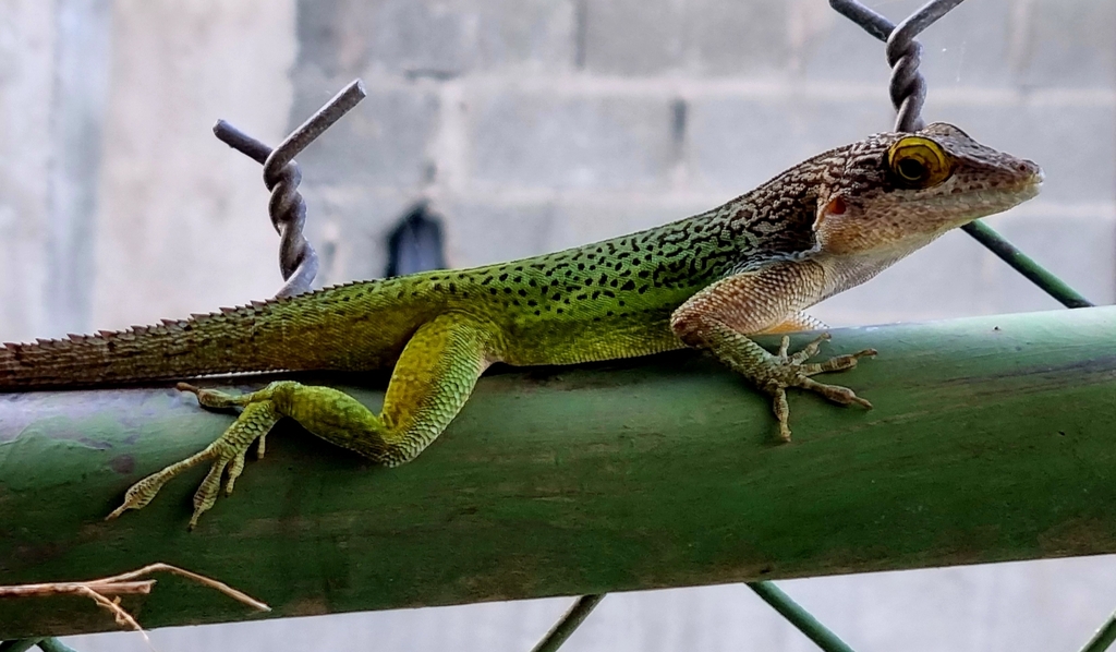 Barbuda Bank tree anole from grayshill, Antigua and Barbuda on October ...