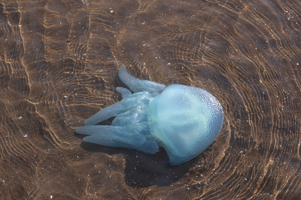 Blue Blubber Jelly from Nudgee Beach QLD 4014, Australia on October 7 ...