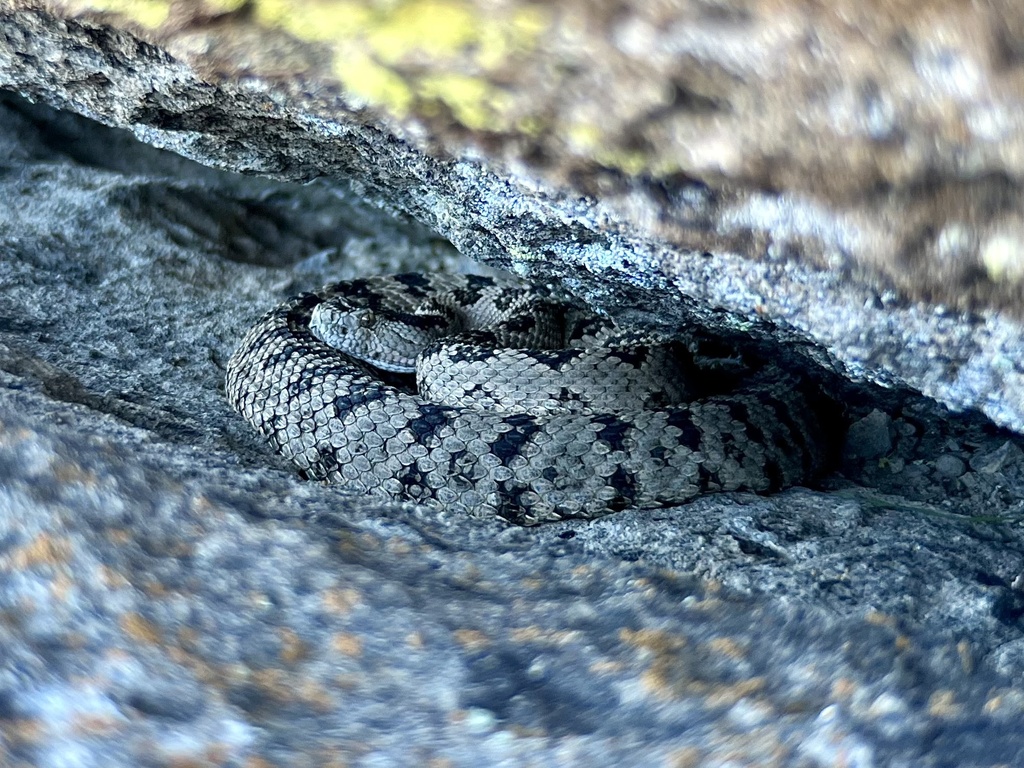 Great Basin Rattlesnake in October 2023 by Josh Benavidez. My lifer ...