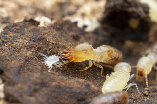 Amitermes wheeleri · iNaturalist Mexico