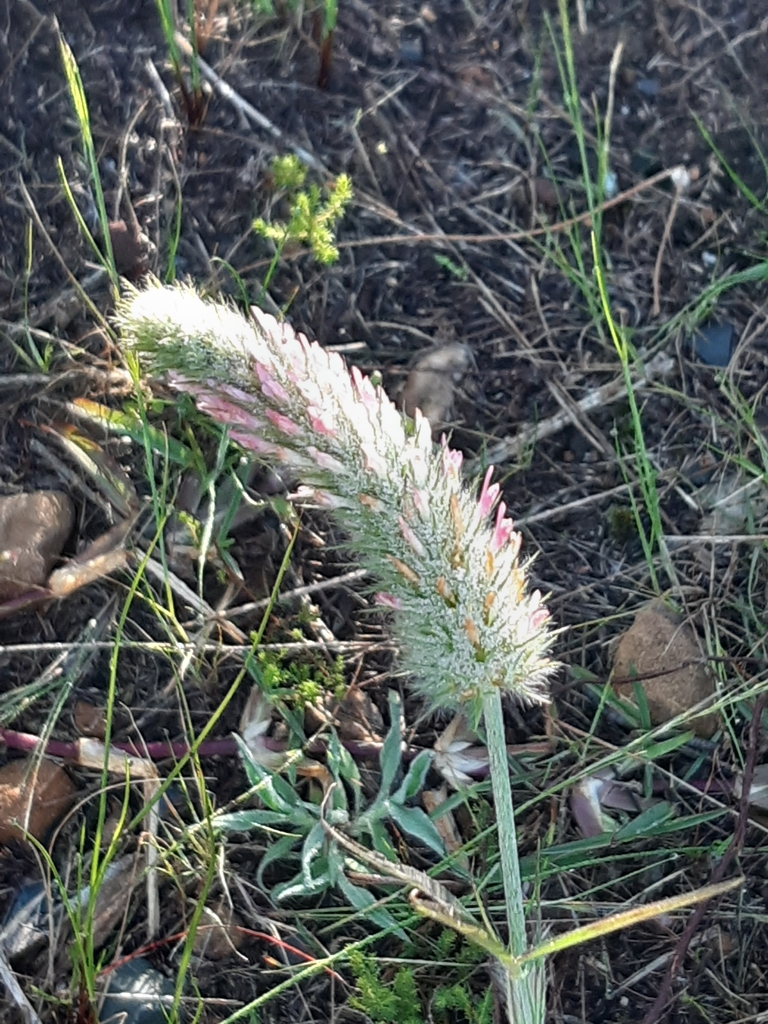 Narrow-leaved clover from Silver Mine (Nature Reserve), Cape Town ...