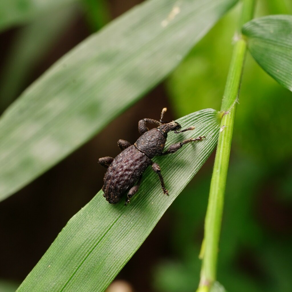 Euthycus inaequalicollis in September 2023 by 厲力言 · iNaturalist