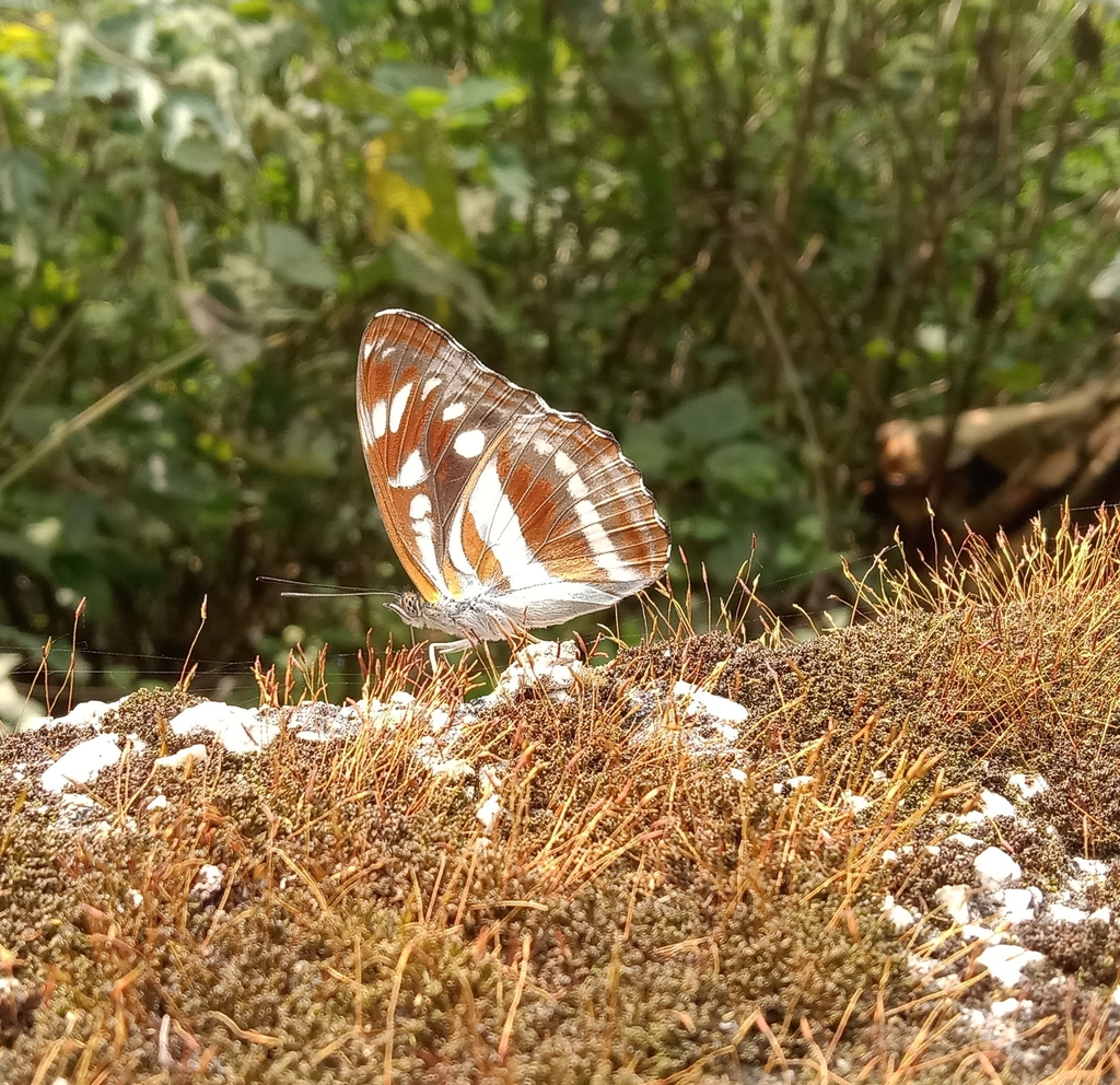 Himalayan sergeant from Dehradun, IN-UT, IN on October 7, 2023 at 12:44 ...