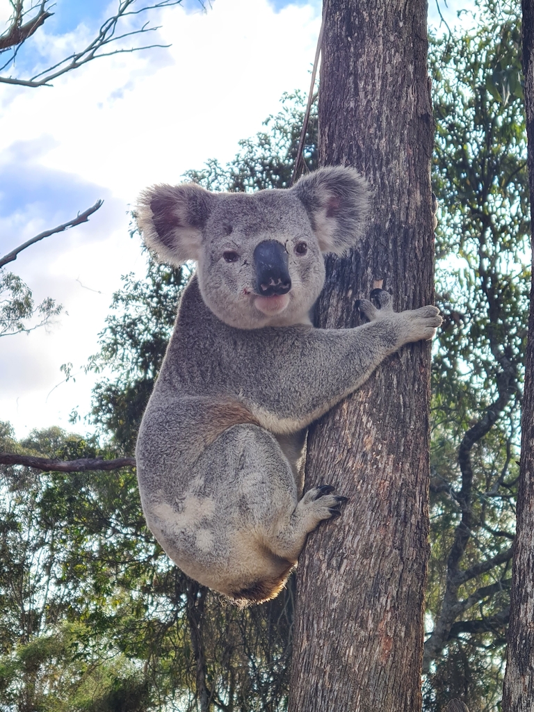 Koala from Bergen QLD 4353, Australia on October 6, 2023 by Ross Mckay ...